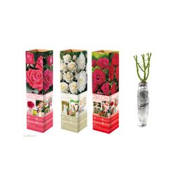 GARDENZO 3er-Set: Gro&szlig;bl&uuml;tige Rosen MIX in Bunt | Gr.: onesize