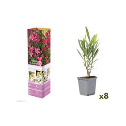 GARDENZO 8er-Set: Tropische Oleanderpflanzen in Rosa | Gr.: onesize