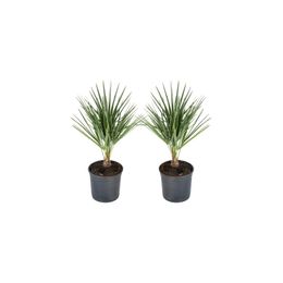 GARDENZO 2er-Set: Chamaerops humilis Mittel | Gr.: onesize