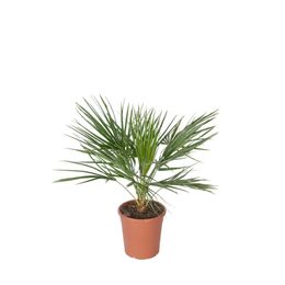 GARDENZO Chamaerops humilis Gro&szlig; | Gr.: onesize