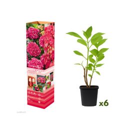 GARDENZO 6er-Set: Hortensie (Hydrangea macrophylla) in Rot | Gr.: onesize