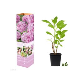 GARDENZO 6er-Set: Hortensie (Hydrangea macrophylla) in Rosa | Gr.: onesize