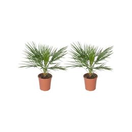 GARDENZO 2er-Set: Chamaerops humilis Gro&szlig; | Gr.: onesize