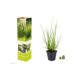 GARDENZO 8er-Set: Lampenputzergrases | Gr.: onesize