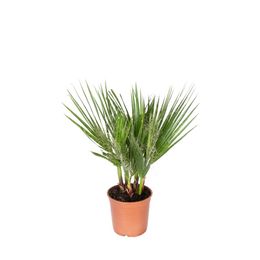 GARDENZO Washingtonia robusta Mittel | Gr.: onesize