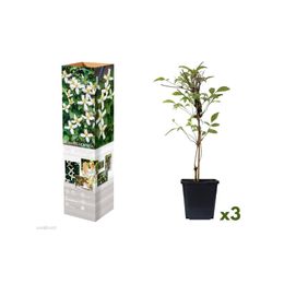 GARDENZO 3er-Set: Pflanzen Clematis montana Wilsonii in Wei&szlig; | Gr.: onesize