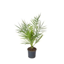 GARDENZO Phoenix canariensis Mittel | Gr.: onesize