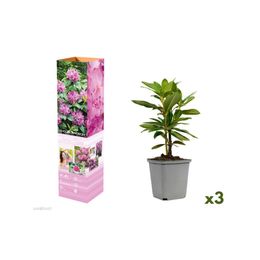 GARDENZO 3er-Set: Rhododendron Roseum Elegans in Rosa | Gr.: onesize