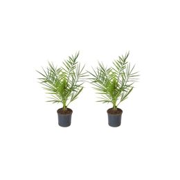 GARDENZO 2er-Set: Phoenix canariensis Mittel | Gr.: onesize