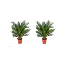 GARDENZO 2er-Set: Cycas Revoluta Gro&szlig; | Gr.: onesize