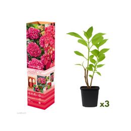 GARDENZO 3er-Set: Hortensie (Hydrangea macrophylla) in Rot | Gr.: onesize