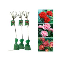 GARDENZO 3er-Set: XXL Gro&szlig;bl&uuml;tige Standardrosen in rot/rosa | Gr.: onesize