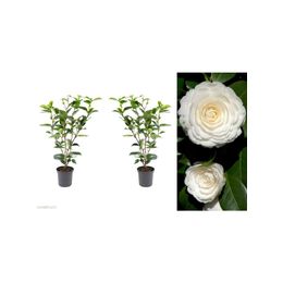 GARDENZO 2er-Set: Kamelienstrauch "Japanische Rose" XL in Weiss | Gr.: onesize