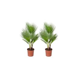 GARDENZO 2er-Set: Washingtonia robusta Gro&szlig; | Gr.: onesize