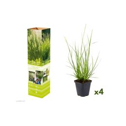GARDENZO 4er-Set: Lampenputzergrases | Gr.: onesize