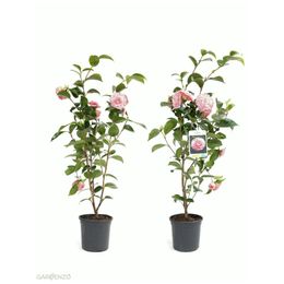 GARDENZO 2er-Set: Kamelienstrauch Japanische Rose" XL | Gr.: onesize