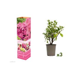 GARDENZO 3er-Set: Azalee in Rosa | Gr.: onesize