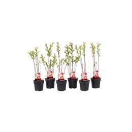 GARDENZO 6er-Set: Salixbusch Flamingopflanzen | Gr.: onesize