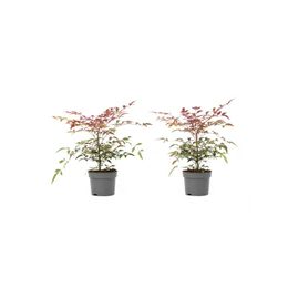 GARDENZO 2er-Set: Nandina Domestica Obsessed in Bunt | Gr.: onesize