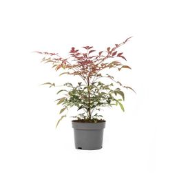GARDENZO Nandina Domestica Obsessed in Bunt | Gr.: onesize