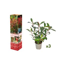 GARDENZO 3er-Set: Photinia fras. 'Red Robin' Glanz Mispel in Bunt | Gr.: onesize
