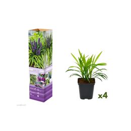 GARDENZO 4er-Set: Leliengras Liriope Muscari in Lila | Gr.: onesize