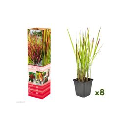 GARDENZO 8er-Set: Japanisches Blutgras Imperata cyl. Red Barron in Bunt | Gr.: onesize