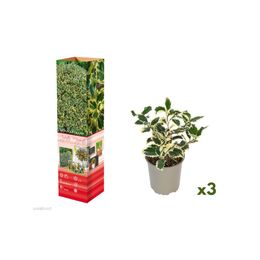 GARDENZO 3er-Set: Ilex aquifolium 'Argentea Marginata' | Gr.: onesize