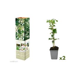 GARDENZO 2er-Set: Kletterhortensie in Wei&szlig; | Gr.: onesize