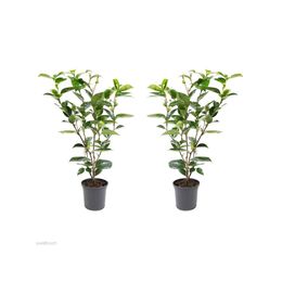 GARDENZO 2er-Set: Kamelienstrauch "Japanische Rose" XL in Tricolor | Gr.: onesize