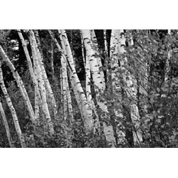 papermoon Fototapete "Birkenwald Schwarz & Wei&szlig;", B/L: 5m x 2,8m, Bahnen: 10 Stk., schwarz, Schlafzimmer, Tapeten