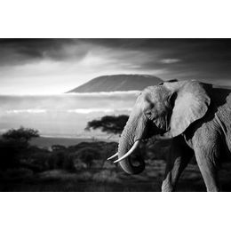 papermoon Fototapete "Elefant mit Landschaft Schwarz Wei&szlig;", B/L: 5m x 2,8m, Bahnen: 10 Stk., bunt, Schlafzimmer, Tapeten