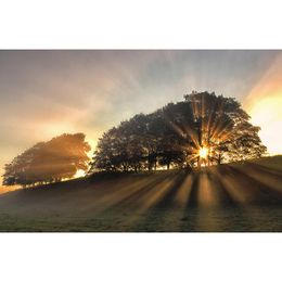 papermoon Fototapete &raquo;Photo-Art LEIF LONDAL, B&Auml;UME IN SONNENSTRAHLEN&laquo; bunt Vlies