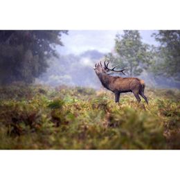 papermoon Fototapete &raquo;Photo-Art MARCO REDAELLI, IM REGEN SCHREIEN&laquo; bunt Vlies