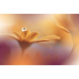 papermoon Fototapete &raquo;Zen Wassertropfen mit Blume Makro&laquo; bunt Vlies