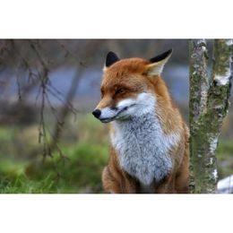 papermoon Fototapete &raquo;Red Fox&laquo; glatt bunt Vlies