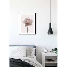 Komar Bild &raquo;Rose&laquo; Blumen 1 Stk. tlg. Wandbild zur Dekoration - ohne Rahmen rosa Holz, Papier
