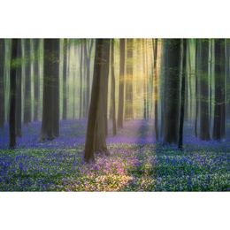 papermoon Fototapete &raquo;Photo-Art ADRIAN POPAN, TAGTR&Auml;UME VON BLUEBELLS&laquo; bunt Vlies