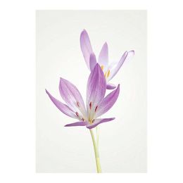 Komar Bild &raquo;Autumn Crocus&laquo; Blumen 1 Stk. tlg. Wandbild zur Dekoration - ohne Rahmen bunt Holz, Papier