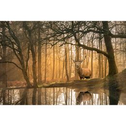 papermoon Fototapete &raquo;Hirsch im Wald&laquo; bunt Vlies