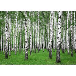 papermoon Fototapete &raquo;Summer Birch Forest&laquo; glatt bunt Vlies