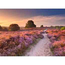 papermoon Fototapete &raquo;Blooming Heather at Sunrise&laquo; glatt bunt Vlies