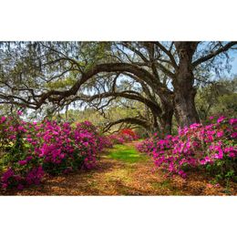 papermoon Fototapete &raquo;Fr&uuml;hlingsblumen Alte B&auml;ume&laquo; bunt Vlies