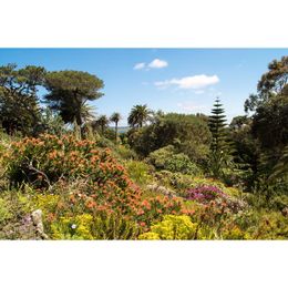 papermoon Fototapete &raquo;GARTEN-BLUMEN B&Auml;UME PFLANZEN PARK STEINE BL&Uuml;TEN WALD&laquo; bunt Vlies