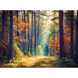 papermoon Fototapete &raquo;Autumn Forest Sun Rays&laquo; glatt bunt Vlies