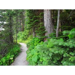 papermoon Fototapete &raquo;WALD IN KANADA-BAUM FICHTE NATUR PFLANZE SONNE WEG SEE&laquo; bunt Vlies