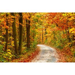papermoon Fototapete &raquo;Pathway in Colorful Autumn Forest&laquo; glatt bunt Vlies