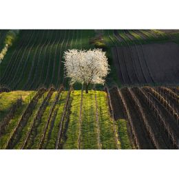 papermoon Fototapete &raquo;Felder mit Baum&laquo; bunt Vlies