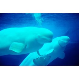 papermoon Fototapete &raquo;Beluga Whales&laquo; glatt bunt Vlies