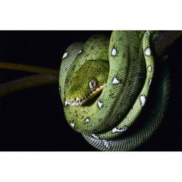 papermoon Fototapete &raquo;SMARAGDBOA-SCHLANGE TIER REPTIL AMAZONAS REGENWALD BOA&laquo; bunt Vlies